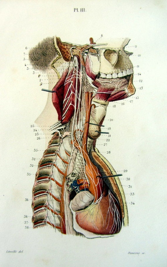 1852 antigua impresión de anatomía cardiaco vintage del plexo | Etsy