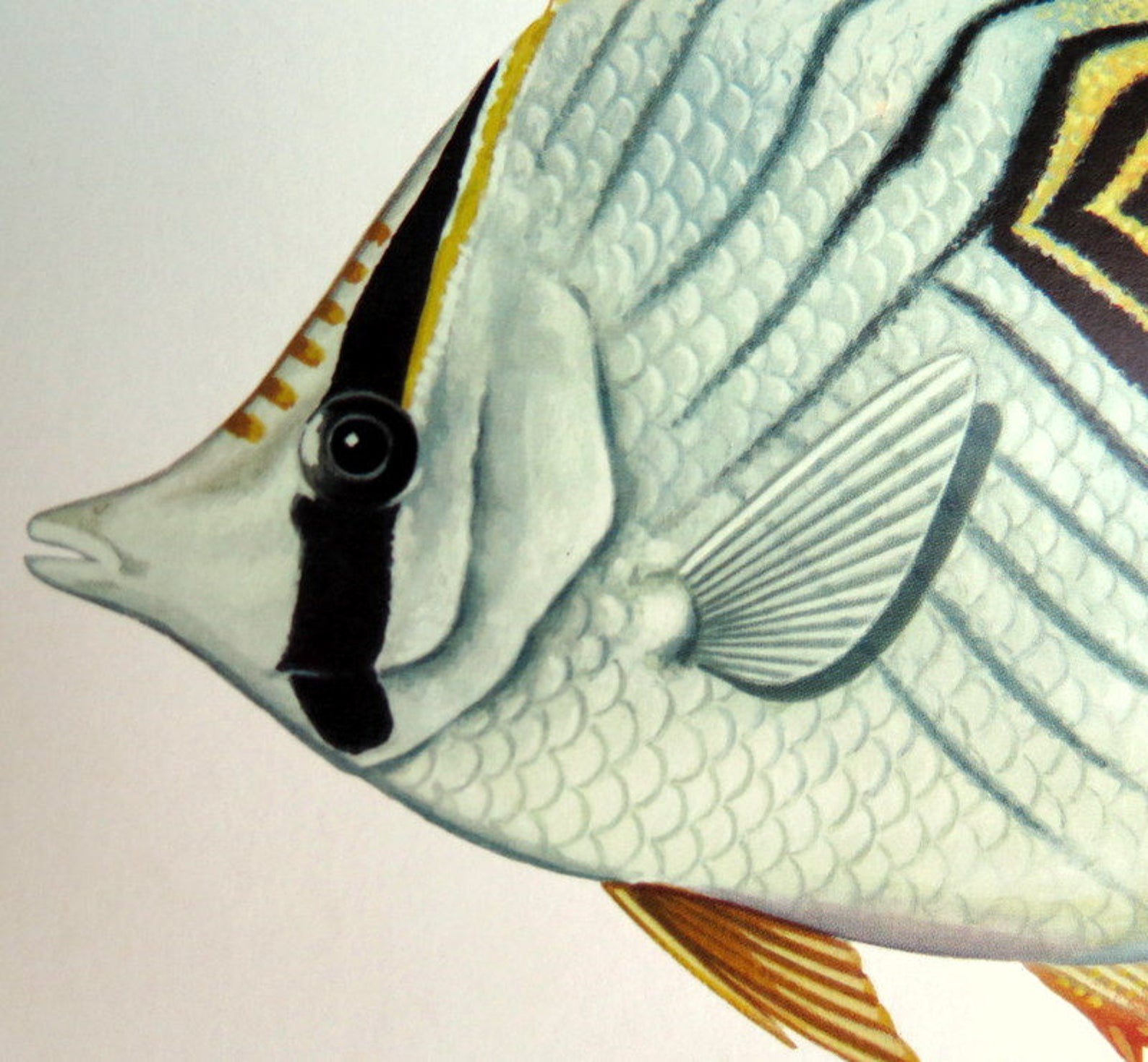 Antique Coloured Fish Print, 1975 FISHES Color Lithograph, Threadfin ...