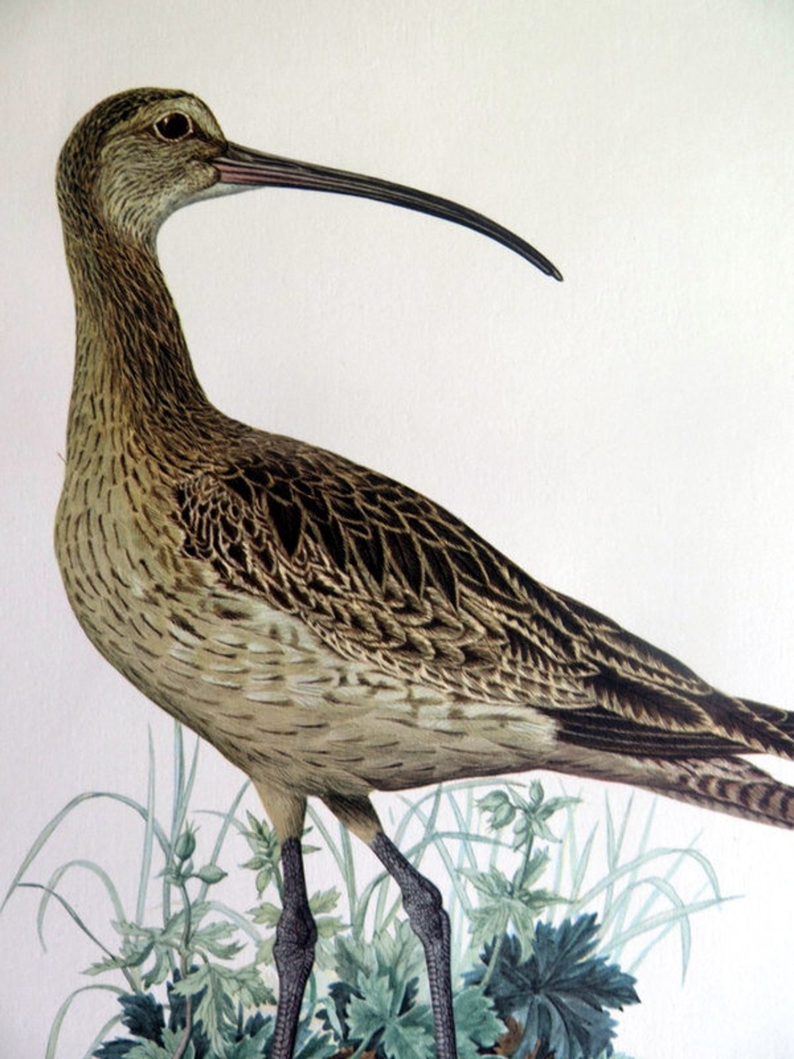 Vintage BIRD Color Print 1955 Engraving of Common Curlew - Etsy