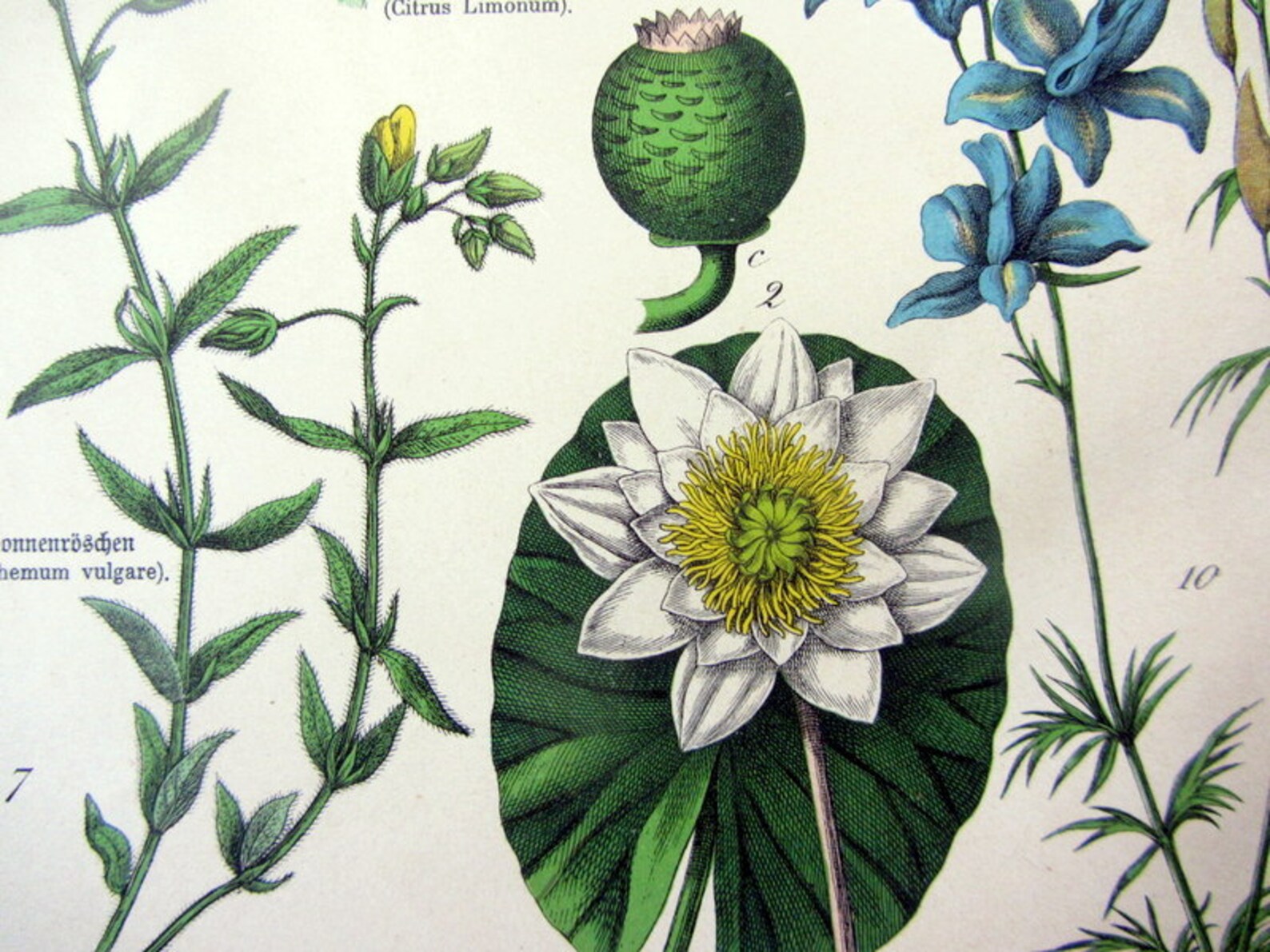 1887 Antique Colossal FLOWERS and FRUITS Print,l Vintage Color ...