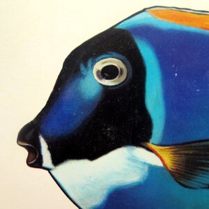 Vintage Marine Tropical Fish Lithograph Print, 1975 Antique Powder Blue ...