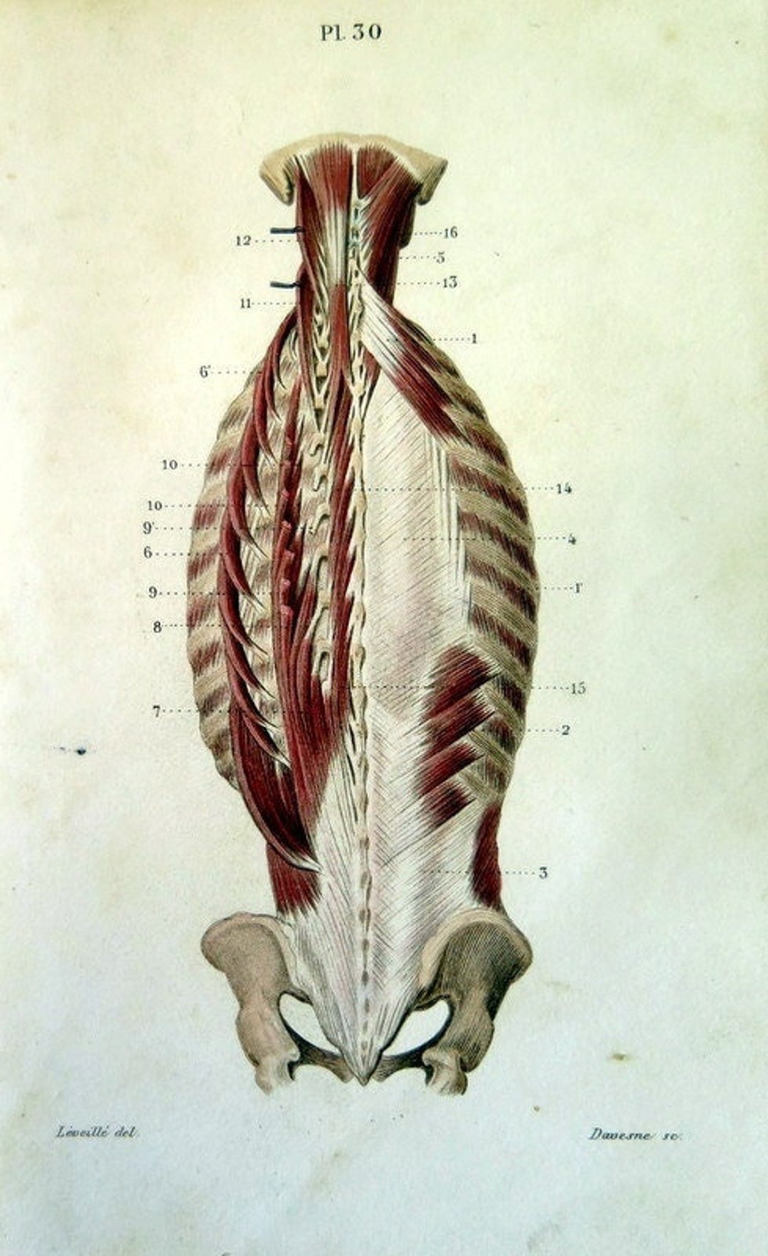 1852 Antique ANATOMY Muscular System Ancient Color Lithograph Print, View of Trunk and Neck ...