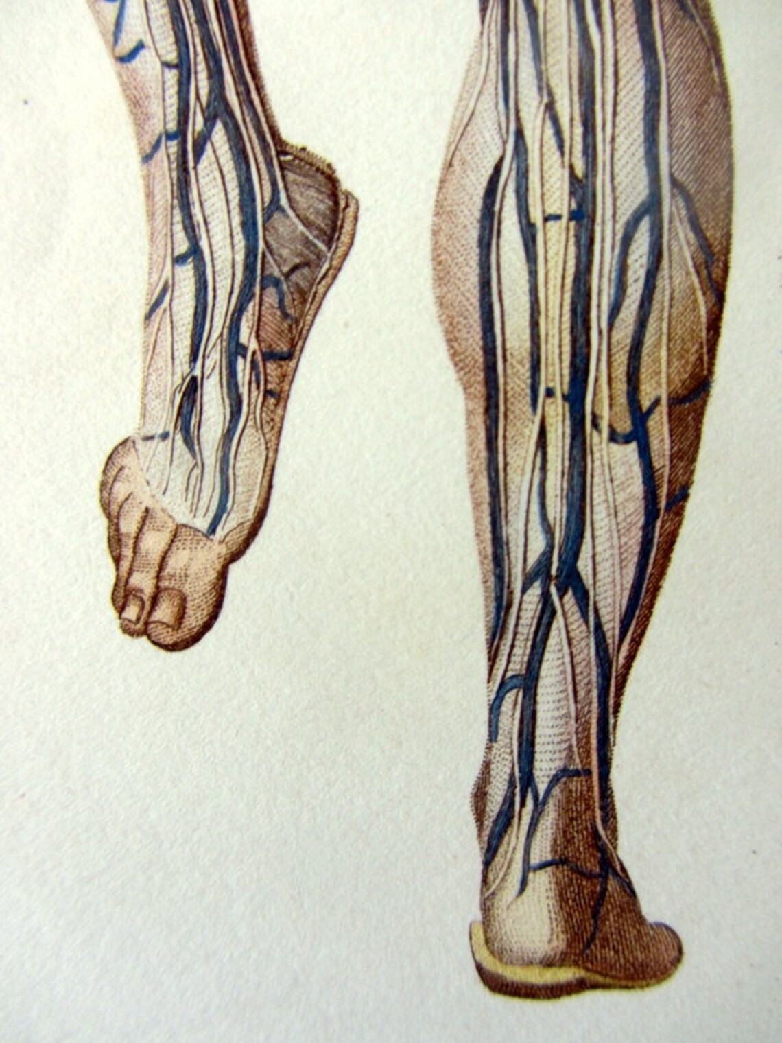 1852 Antique Lymphatic System Print of Foot and Leg, Anatomy Old ...