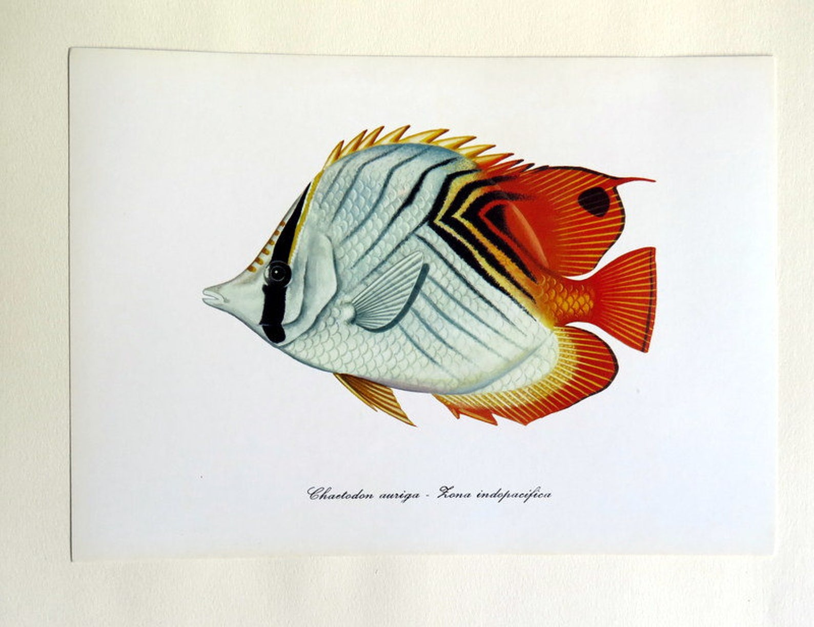 Antique Coloured Fish Print, 1975 FISHES Color Lithograph, Threadfin ...