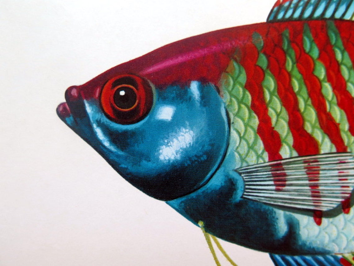 Antique Fish Lithograph Lithograph Print, 1975 Antique Dwarf Gourami ...