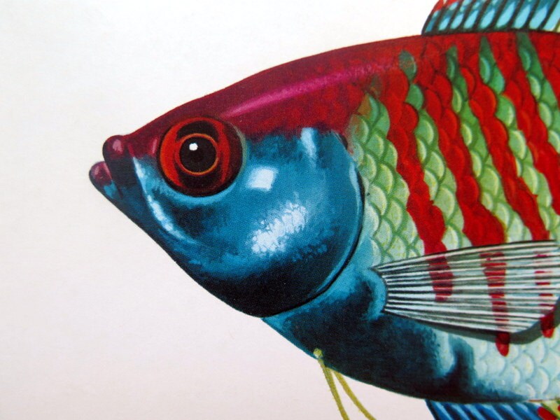 Antique Fish Lithograph Lithograph Print, 1975 Antique Dwarf Gourami ...