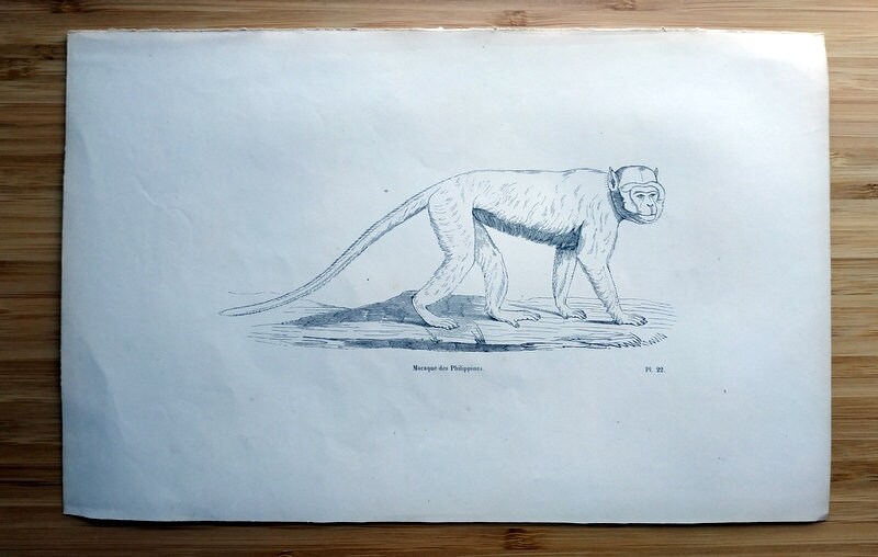 Antique Crab Macaque Print Original MONKEY Engraving 1860 - Etsy