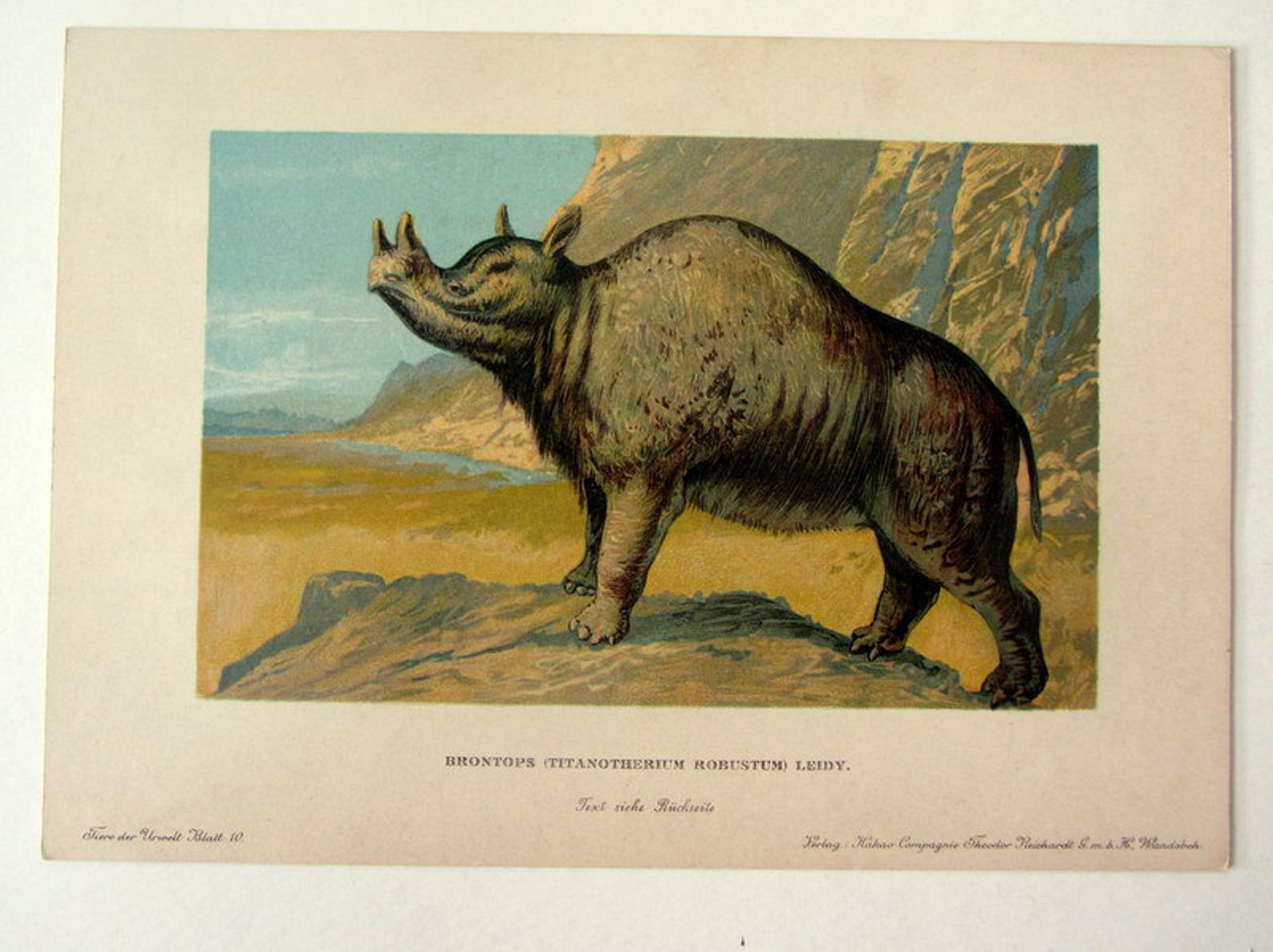 Antique Dinosaur Print, Megacerops Brontops Engraving, 1900 Vintage ...