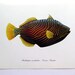 Antique FISH Print, Vintage Orange Triggerfish Lithograph, 1975 Curious ...