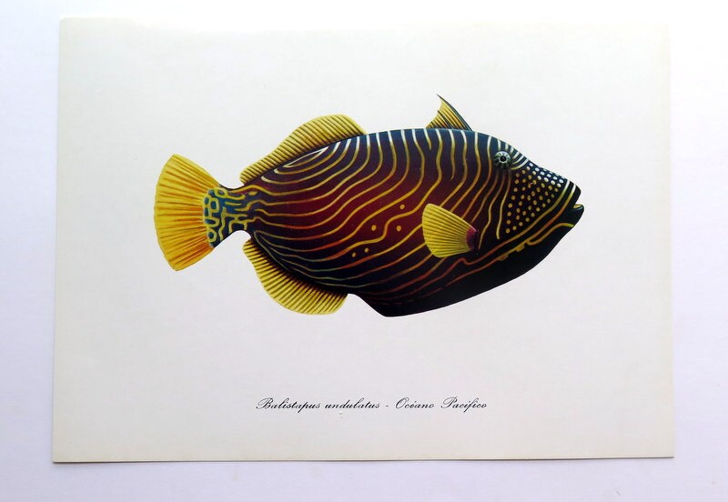 Antique FISH Print, Vintage Orange Triggerfish Lithograph, 1975 Curious ...
