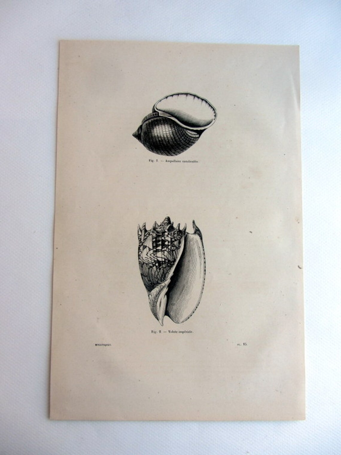 Antique Seashells Print 1860 Amazing Original Mollusc - Etsy