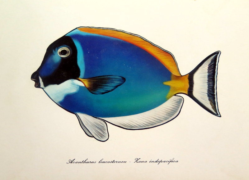 Vintage Marine Tropical Fish Lithograph Print, 1975 Antique Powder Blue ...