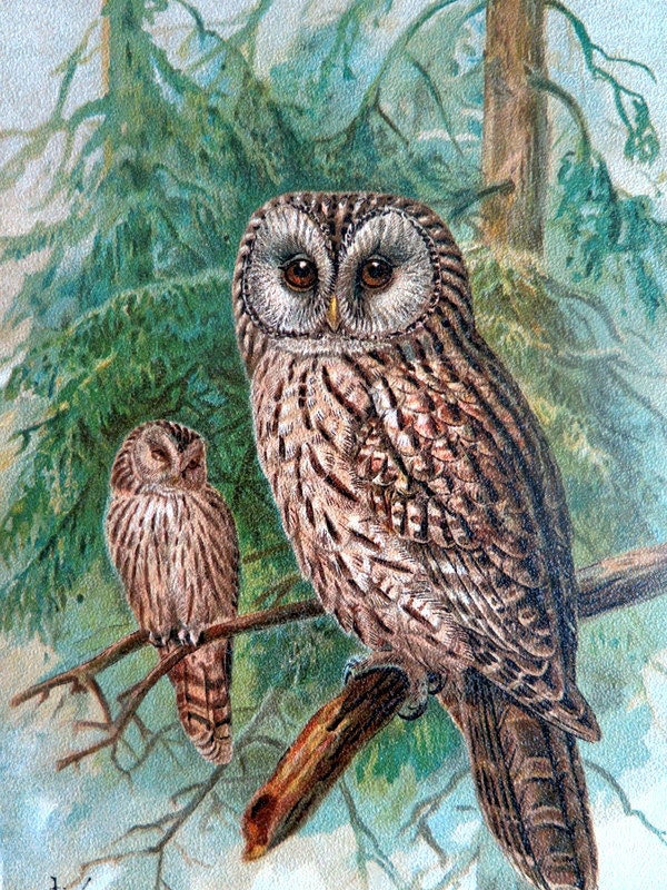 Ural Owl PRINT. 1903 Antique Original SYRNIUM URALENSE Lithograph ...