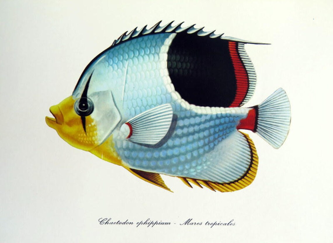 Antique Coloured Fish Lithograph 1975 FISHES Color - Etsy