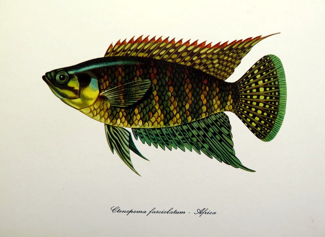 1975 Antique Banded Bushfish Lithograph FISHES Color Print - Etsy