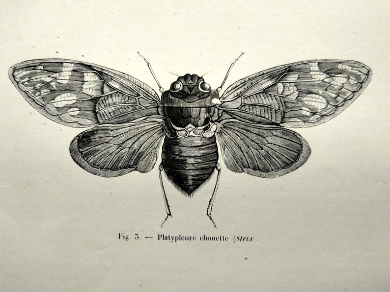 Vintage Cicada and Lanternflies Print, 1860 Antique Original Hemiptera ...