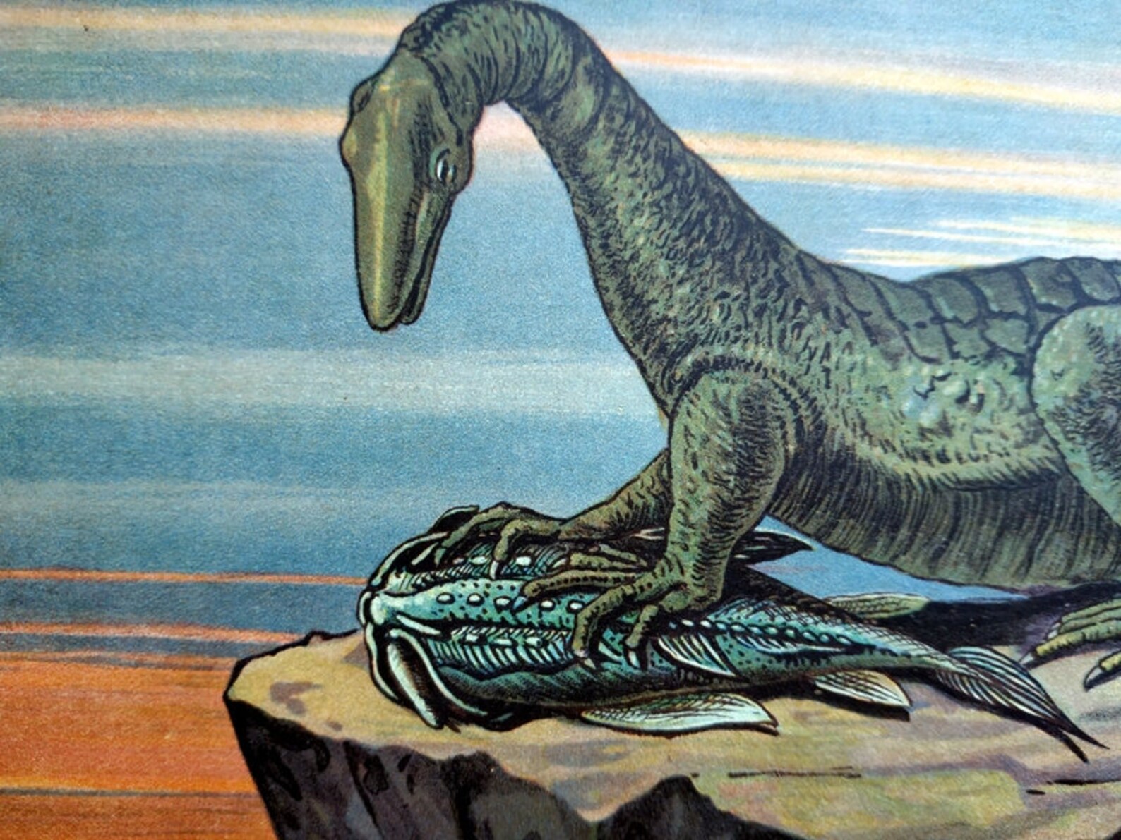 1900 Antique Rare Animal Protorosaurus Print Engraving - Etsy