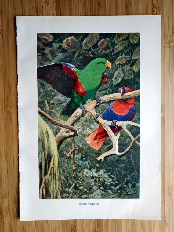 1920 antique ibis color lithograph african hadada bird home decor wall ...