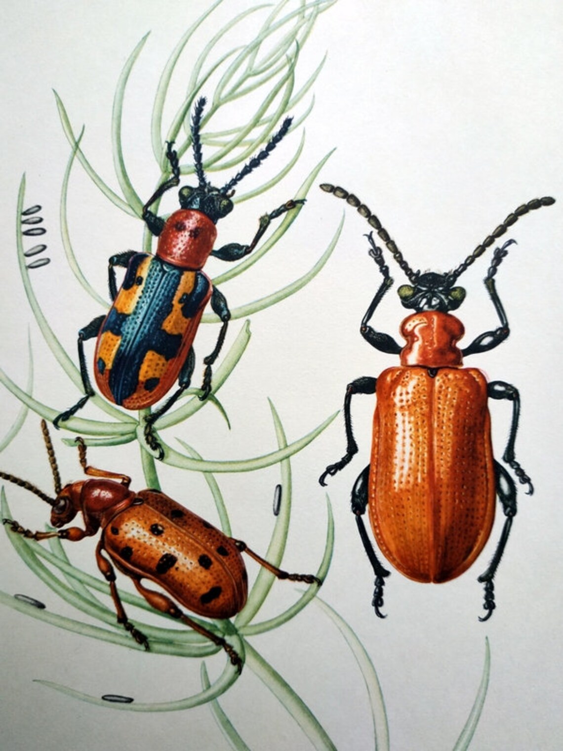 1967 Antique INSECTS Lithograph Engraving Leaf Beetles COLOR - Etsy