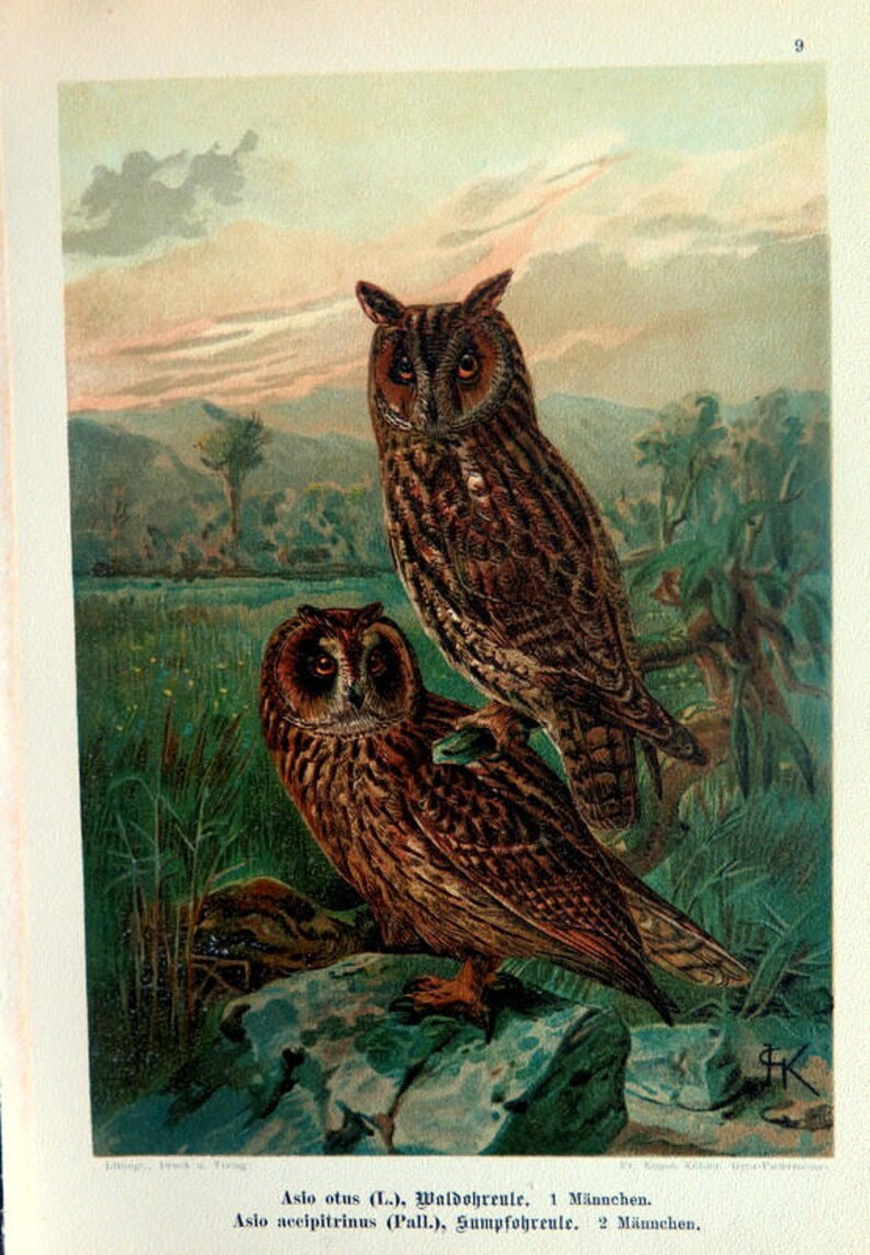 OWL PRINT. 1903 Antique Original Long Eared Owl LITHOGRAPH, Vintage ...