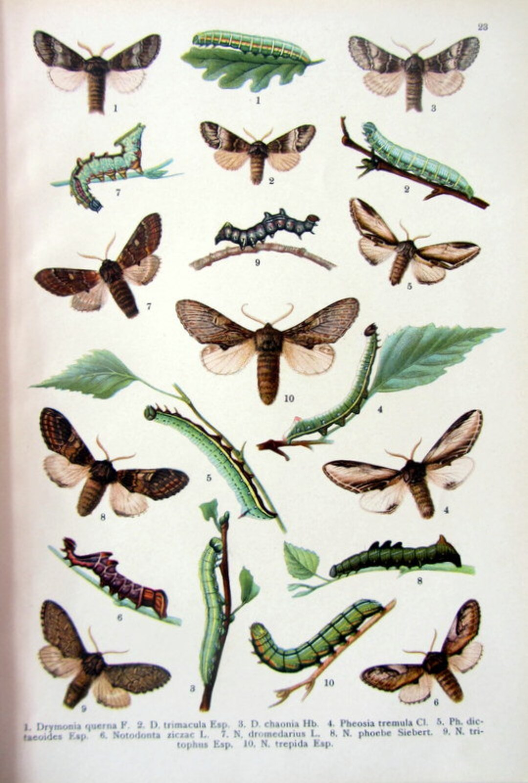 1907 Original Moth Print Antique Moths Engraving Vintage - Etsy