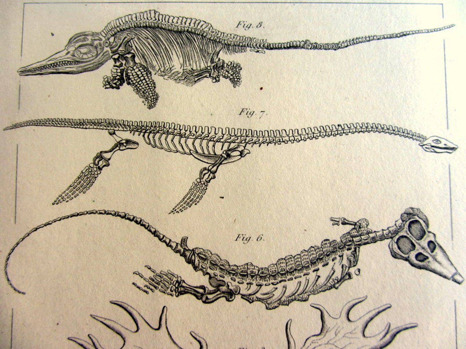 1852 Antique Paleontology Print, Vintage Ichthyosaurus Plesiosaurus ...