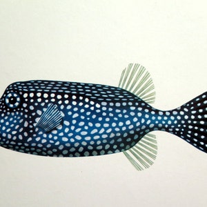 1975 Antique Vintage Boxfish Fish Print FISHES Color - Etsy