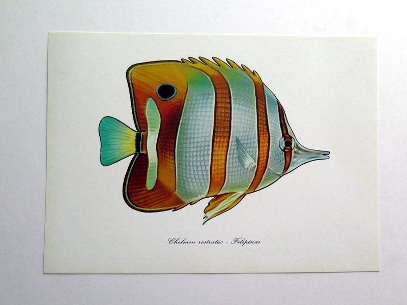 Antique Vintage Copperband Butterflyfish Print, 1975 FISHES Color ...