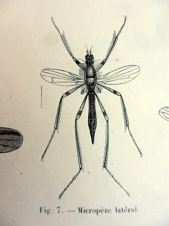 Flying Mosquito Drawing