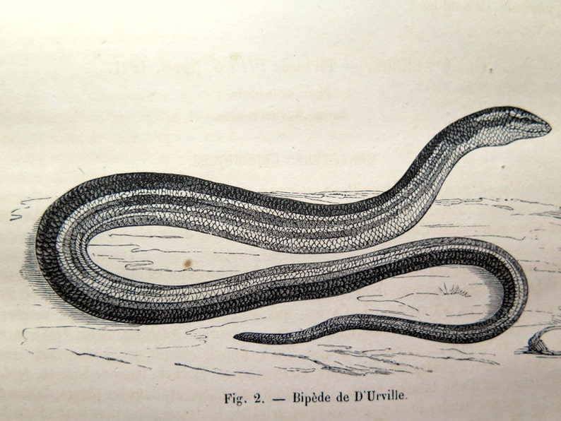 1860 Amazing Antique Snakes Print Vintage Snake Engraving - Etsy