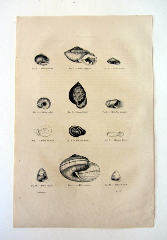 1860 antique SHELLS print gastropod mollusk shell sea life illustration oddity land mollusc ...
