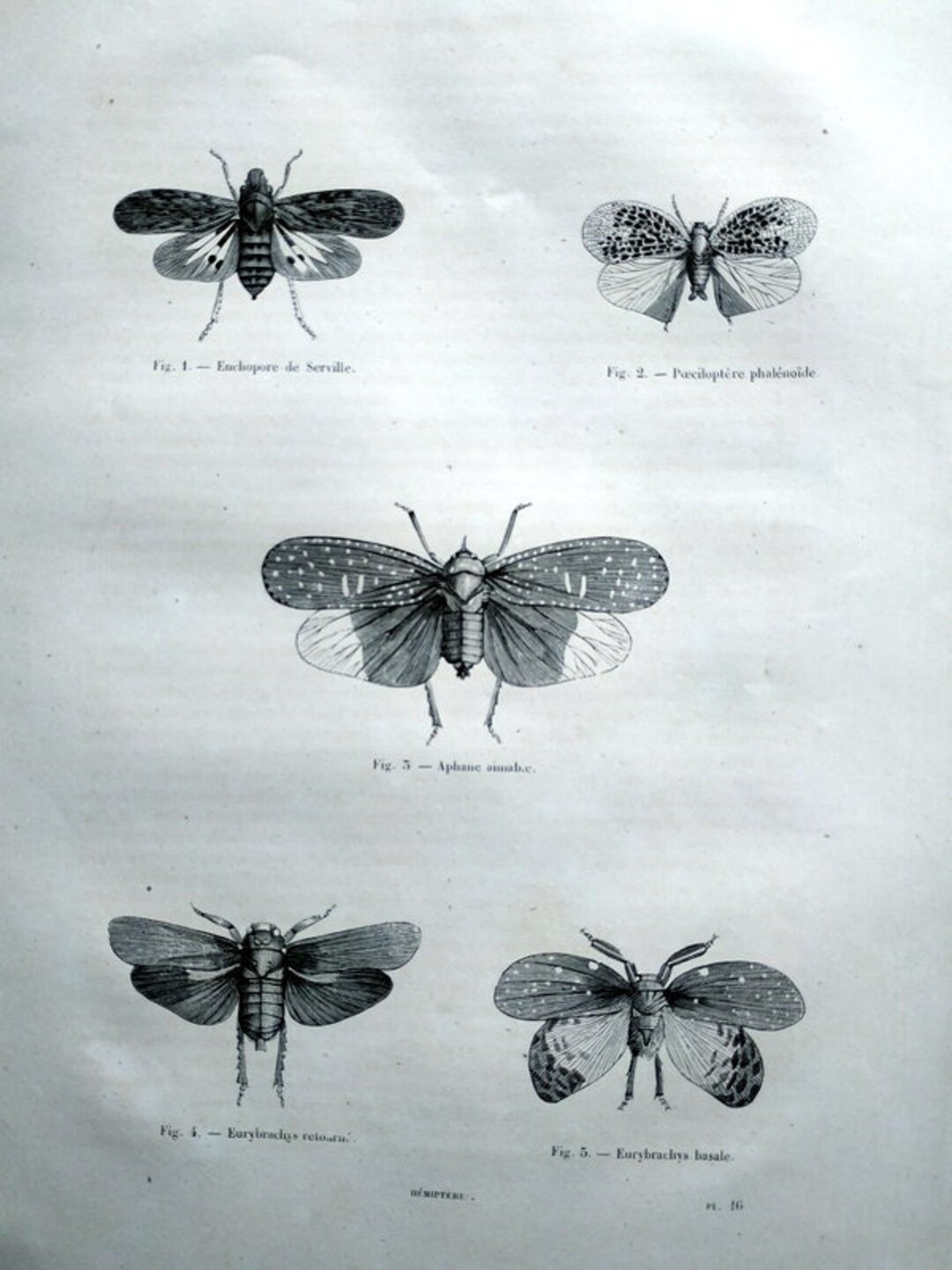 Antique Odd INSECTS Print 1860 Antique Original Hemiptera - Etsy