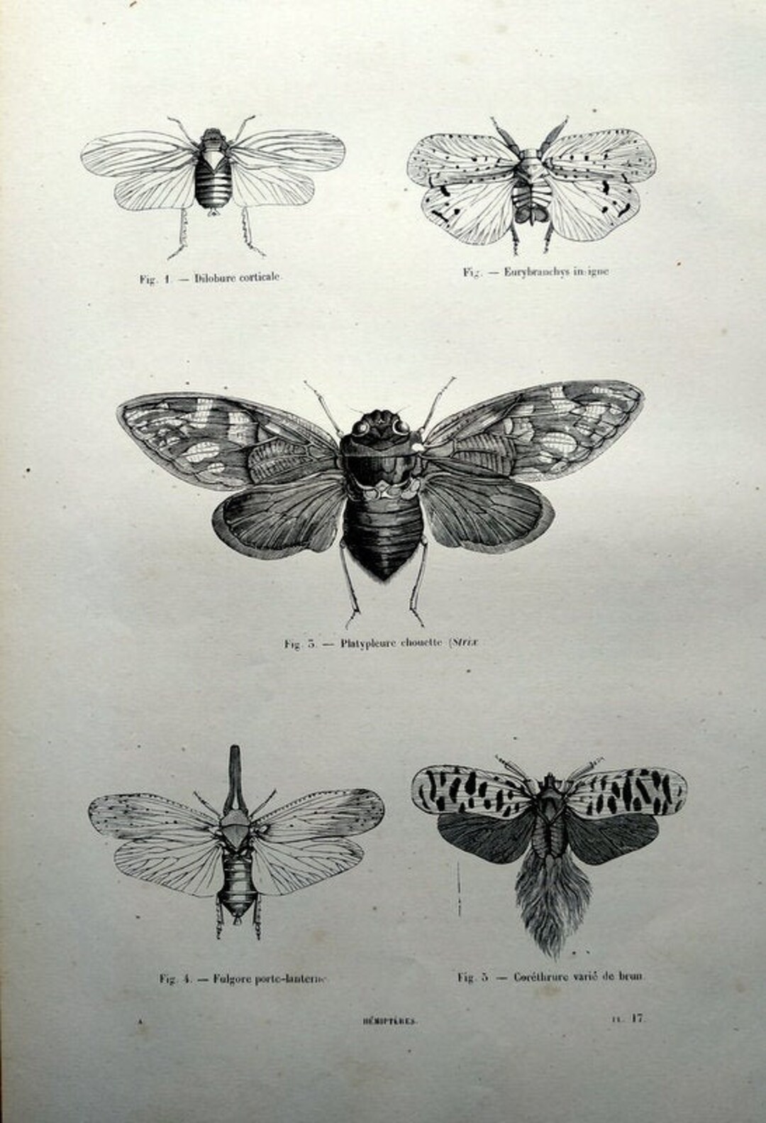 Vintage Cicada and Lanternflies Print, 1860 Antique Original Hemiptera ...