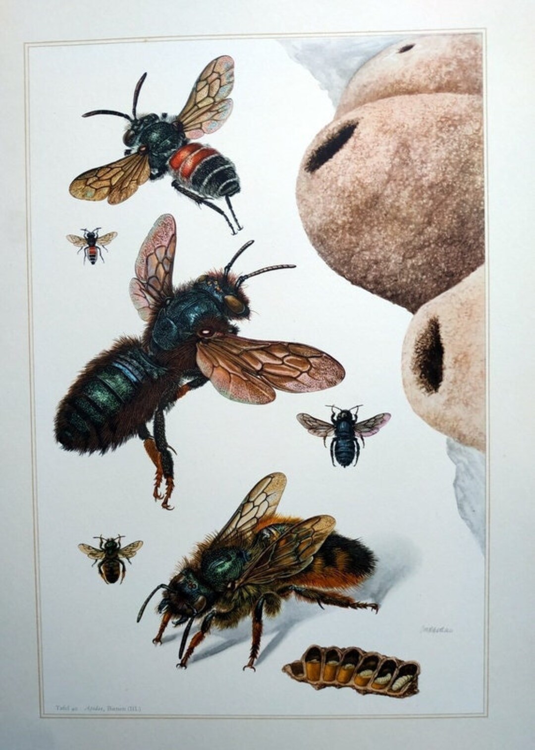 1967 Antique INSECTS Lithograph Engraving BEES Color Print - Etsy
