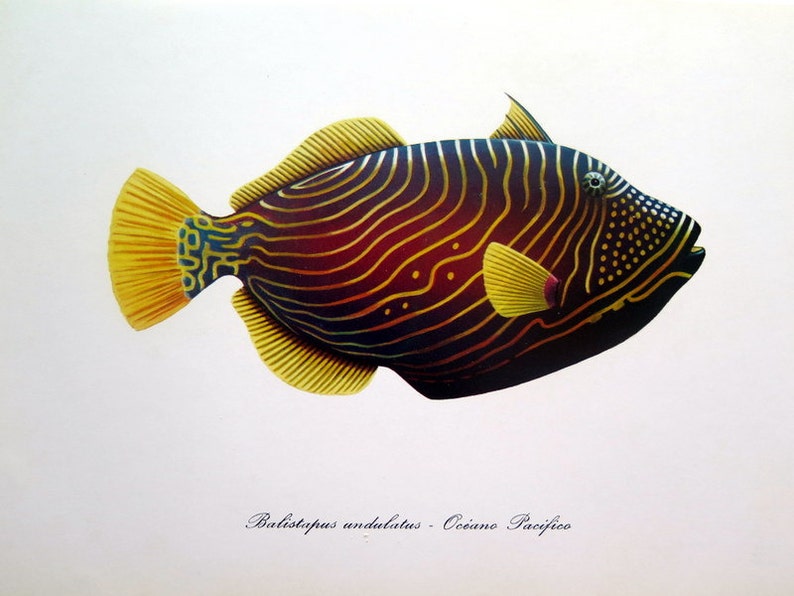 Antique FISH Print, Vintage Orange Triggerfish Lithograph, 1975 Curious ...