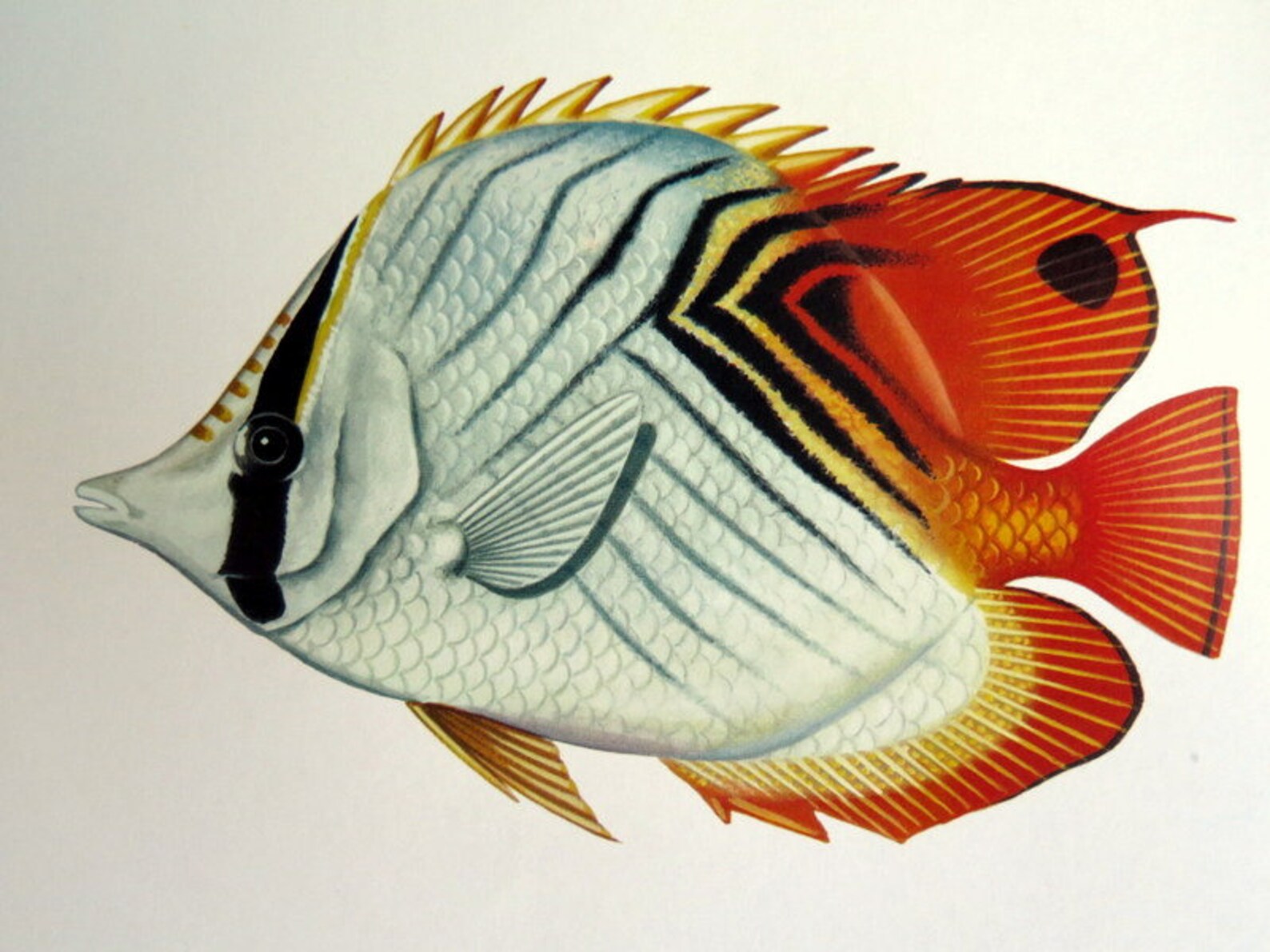 Antique Coloured Fish Print, 1975 FISHES Color Lithograph, Threadfin ...