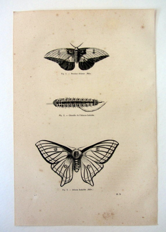 Curious Antique Original Moths Caterpillar Print, 1860 Vintage Insects ...