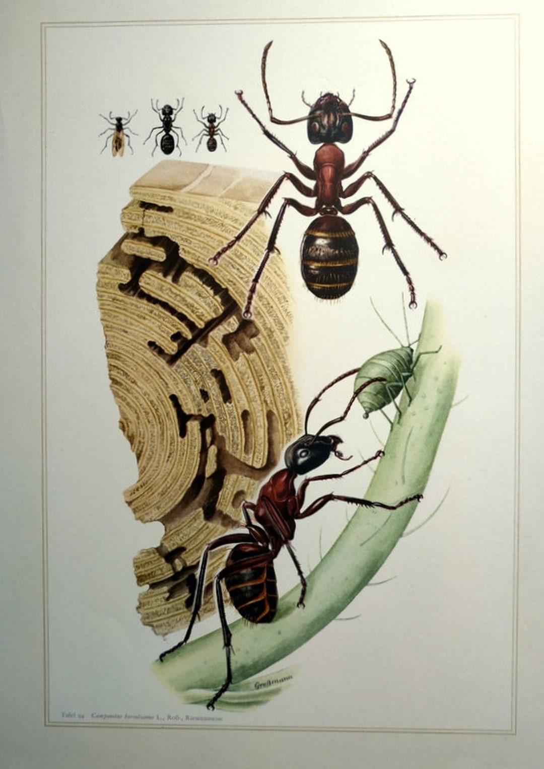Antique Carpenter Ants Lithograph, 1967 INSECTS ANT COLOR Engraving ...