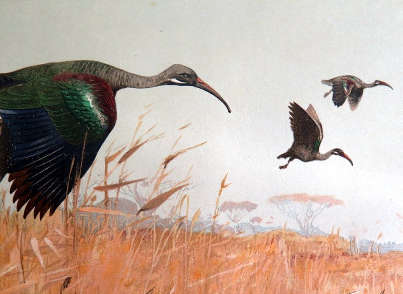 1920 antique ibis color lithograph african hadada bird home decor wall ...