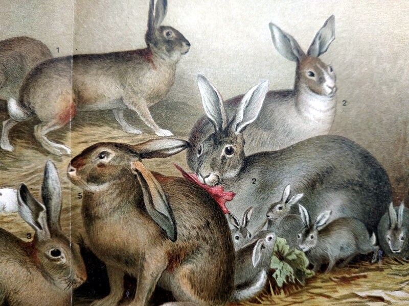 1894 Antique RABBITS Engraving Vintage Fine Color Lithograph - Etsy