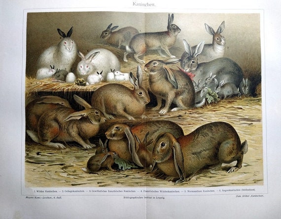 1894 Antique RABBITS Engraving Vintage Fine Color Lithograph - Etsy