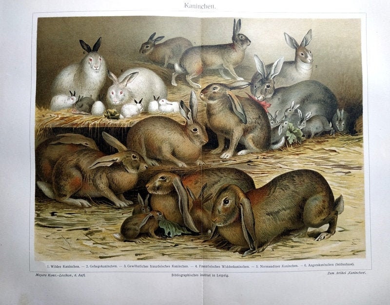 1894 Antique RABBITS Engraving Vintage Fine Color Lithograph - Etsy
