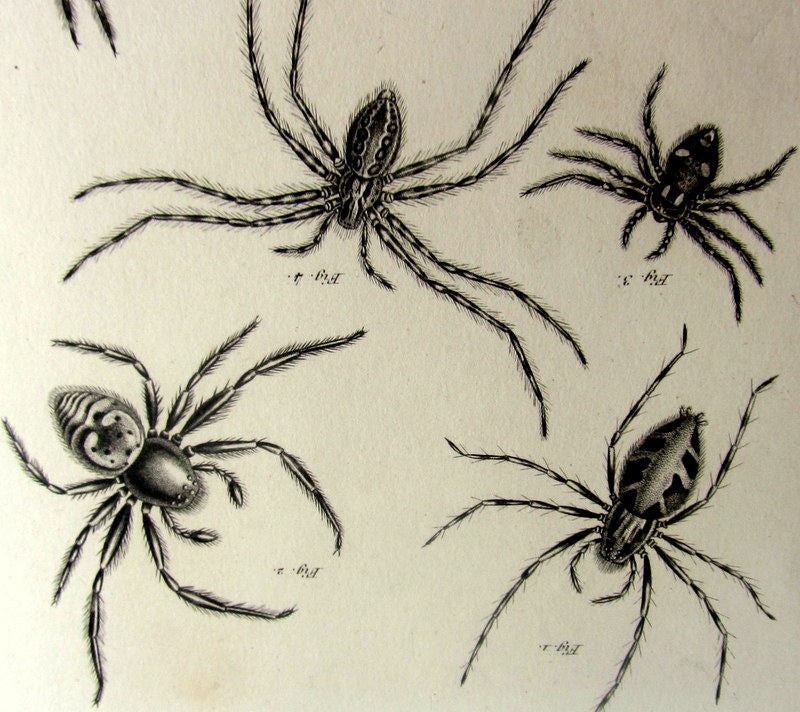 1852 Antique Spiders Print, Vintage Insects Arachnids Engraving, Venom ...