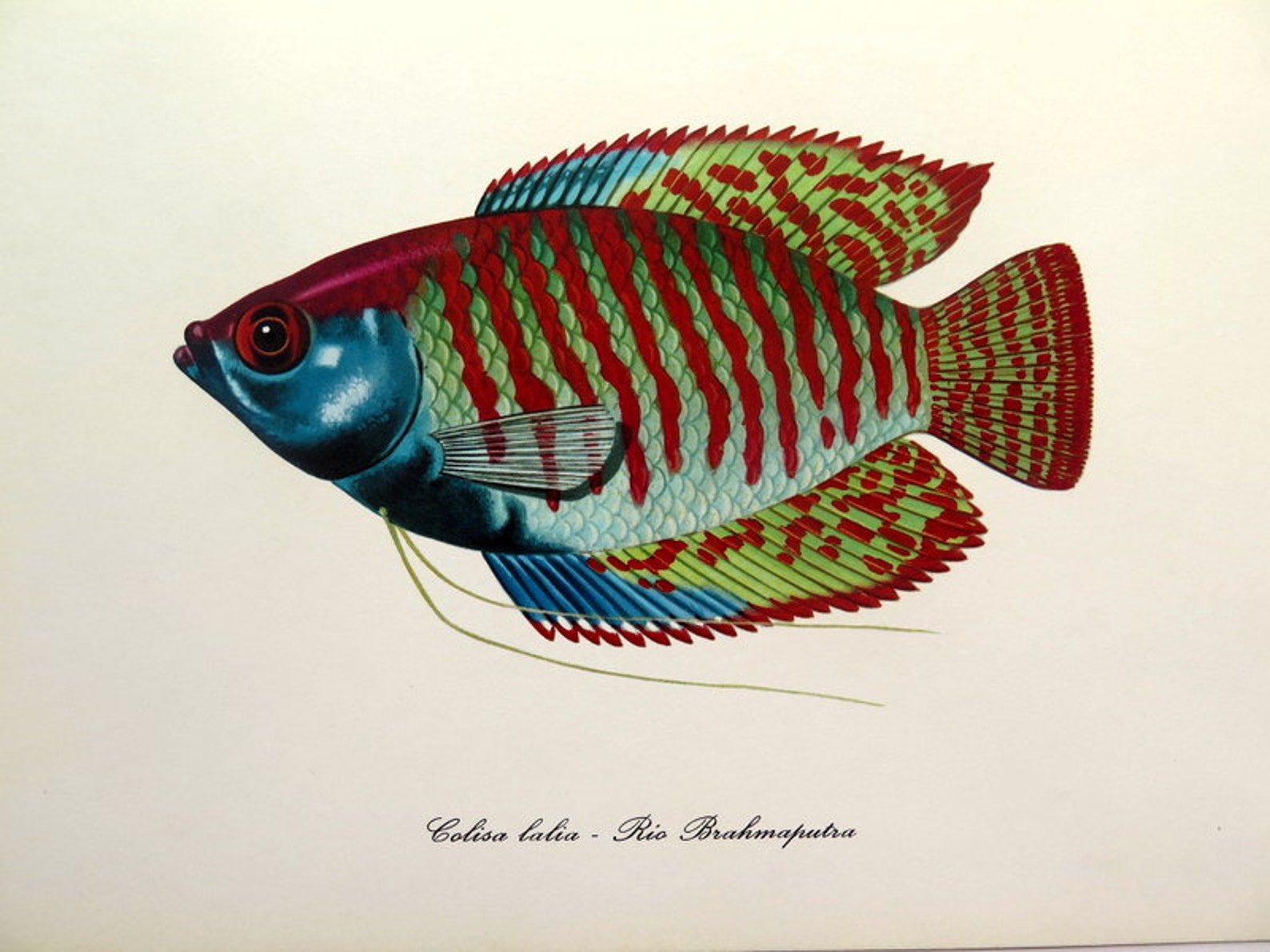 Antique Fish Lithograph Lithograph Print, 1975 Antique Dwarf Gourami ...