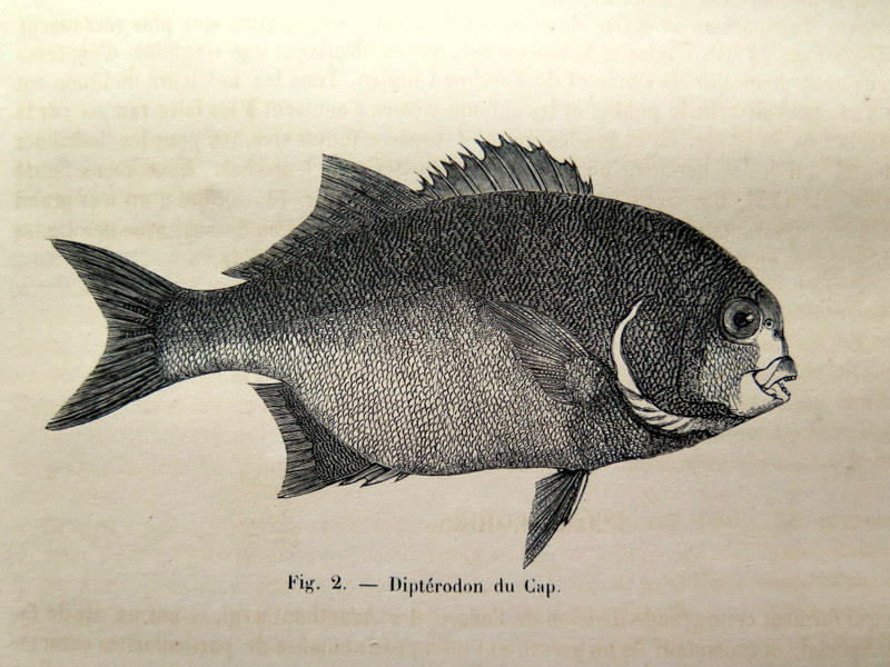 1860 Amazing Antique Different Fishes Engraving, Rare Fish Print ...