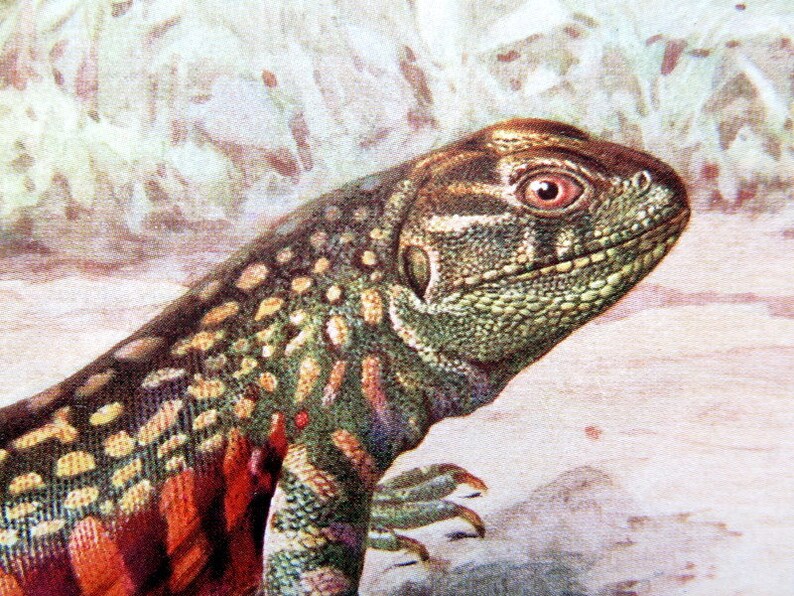 Antique Butterfly lizard color print 1920 original vintage | Etsy