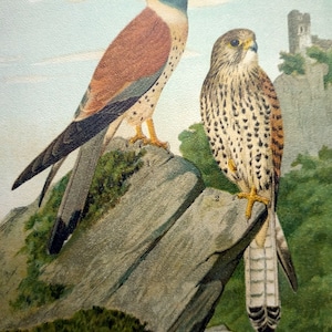 1903 Antique Original FALCON Color Engraving, FALCONRY Birds Color ...