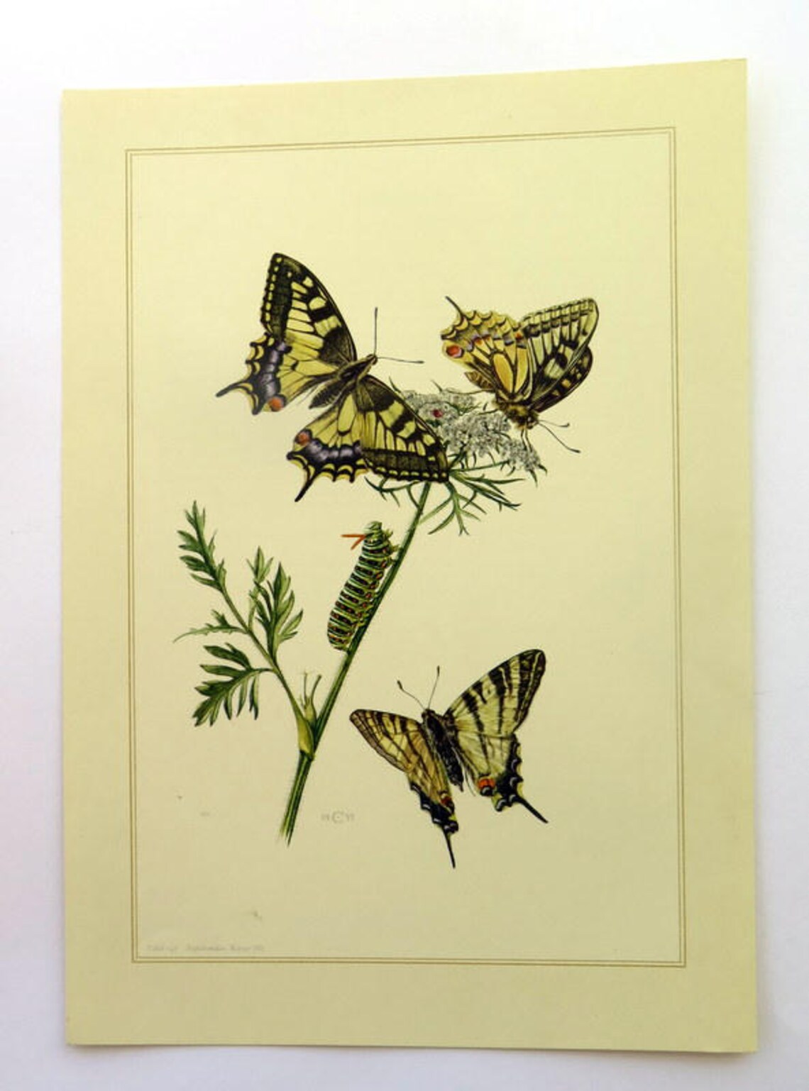 Antique Butterfly Print Old World Swallowtail Ithograph1967 - Etsy