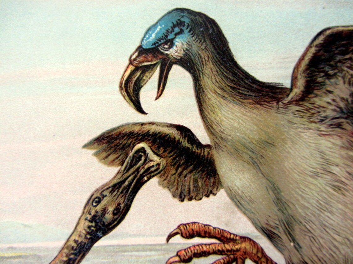 Antique Amazing BRONTORNIS Prehistoric Animal Print Engraving - Etsy
