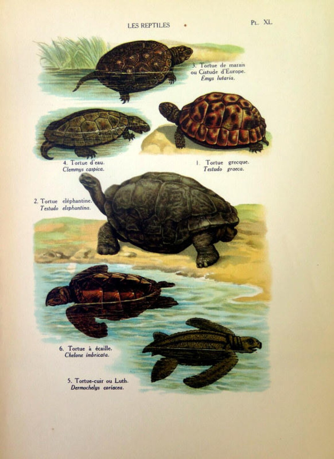 Antique Original Colored Lithograph Sea TURTLES Oddity, Color Engraving ...